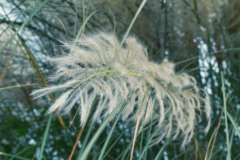 Kashful, The Wild Grass That Welcomes Goddess Durga To Earth For A ...