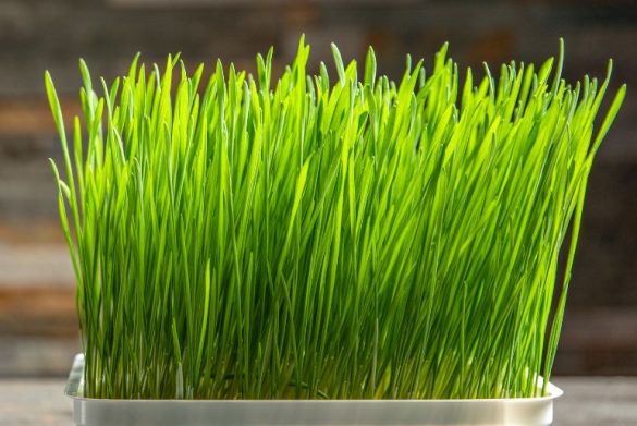 Navratri: Why Is Jware/ Barley Cultivated During Navratri? Significance ...