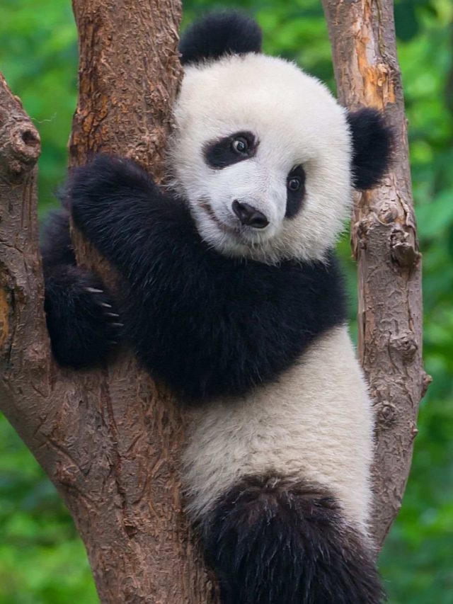 6 Places To Meet Pandas In The World