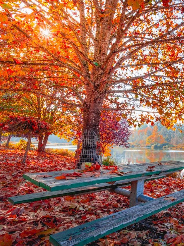5 Cities To Visit In India To Experience Colours Of Autumn