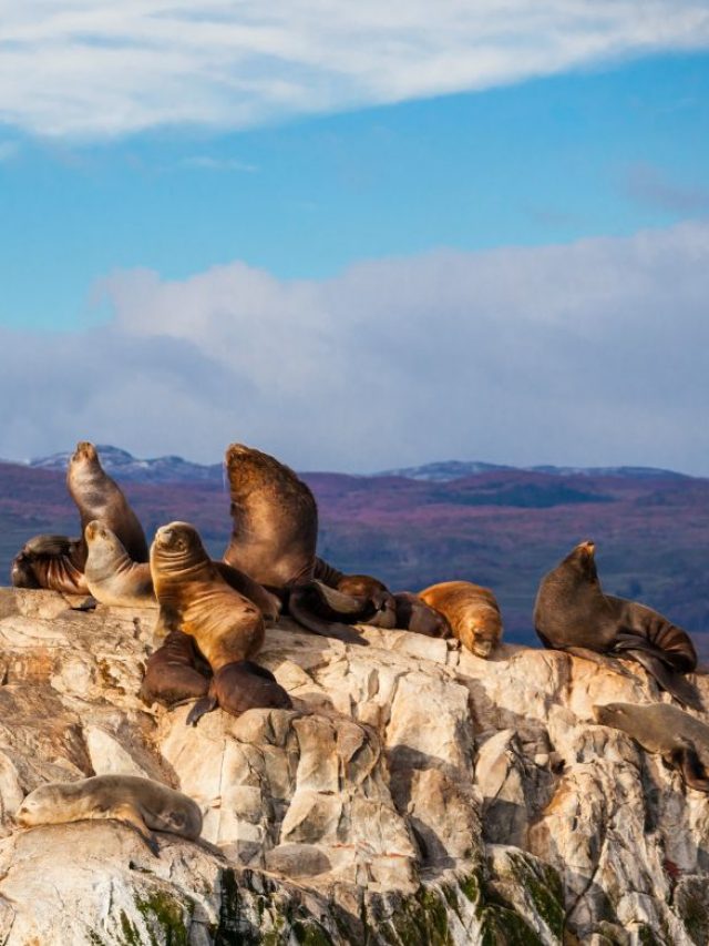 6 Animal Islands In The World Where You Can Witness Animal Life Up Close