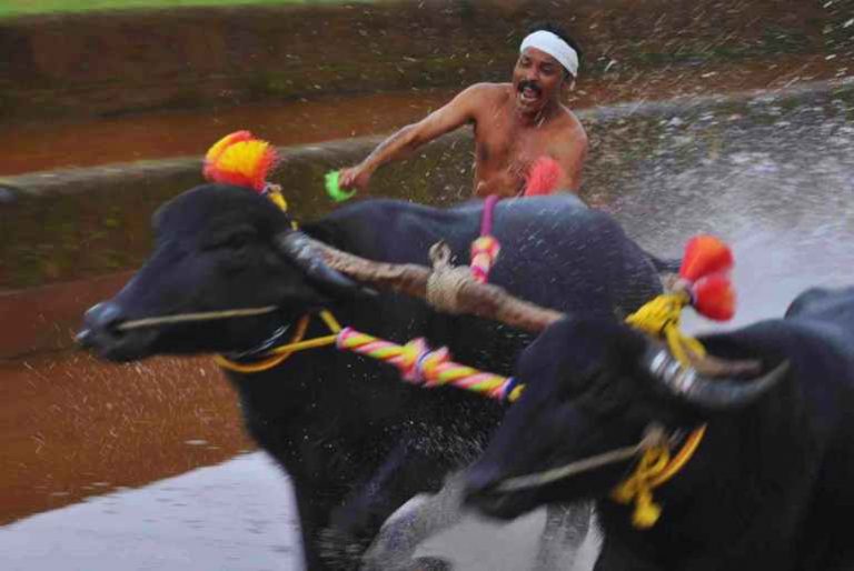 Kantara Fans, Gear Up For Bangalore's First Kambala! Dates, Venue ...