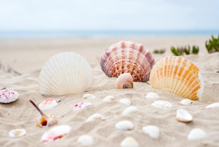 Australia Travel Guide: List Of Prohibited Items You're Not Allowed To ...
