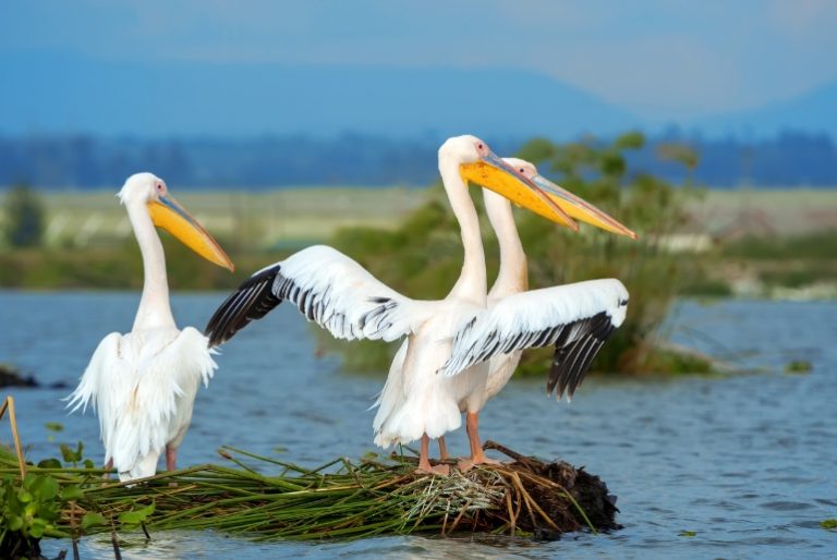 8 Migratory Birds That Come To India Every Year And Where To Spot Them!