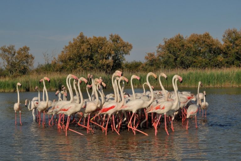 8 Migratory Birds That Come To India Every Year And Where To Spot Them!