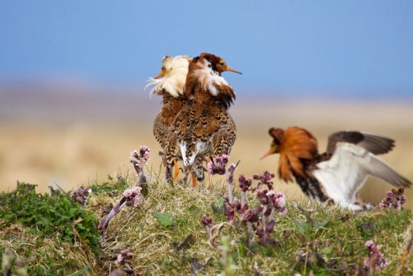 8 Migratory Birds That Come To India Every Year And Where To Spot Them!