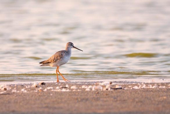 8 Migratory Birds That Come To India Every Year And Where To Spot Them!