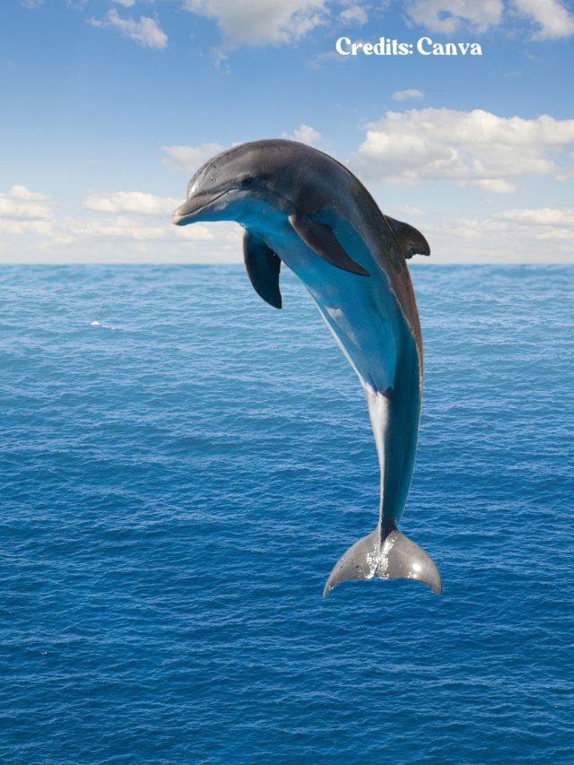 8 Best Places In The World To Spot Dolphins