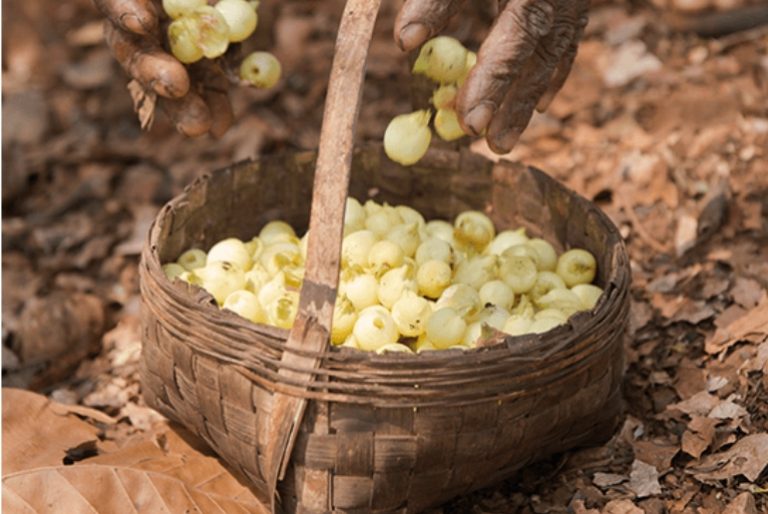 The Mahua Marvel! Explore Mohulo Gin's Cultural Narrative, Exclusive ...