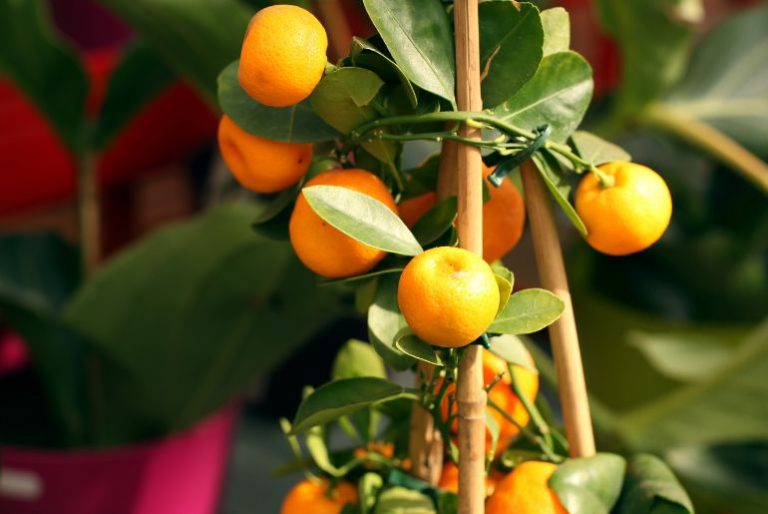 Home To The Rare Indian Wild Orange, Manipur’s Dailong Village Is A Hub ...