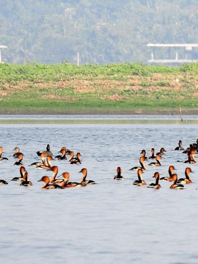 5 Reasons To Head To Assam's Birdwatching Paradise, Deepor Beel