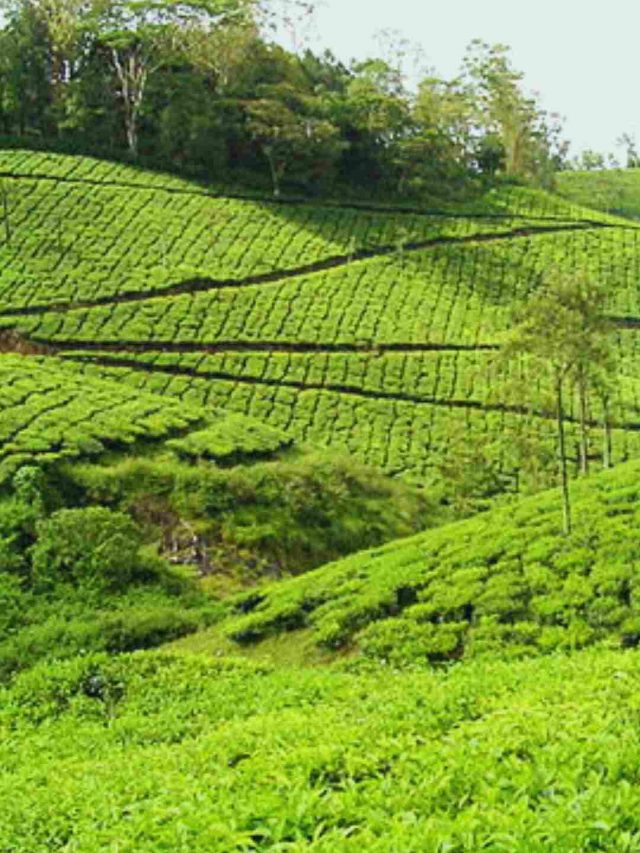 5 Tea Estates To Visit In Karnataka For The Love Of Tea