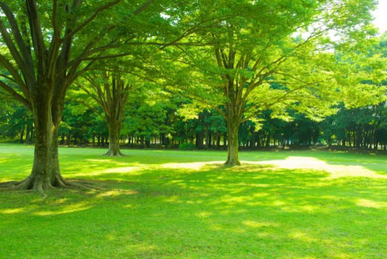 Delhi’s MCD Launches AI-Based ‘Tree Census’ For The 1st Time To Promote ...