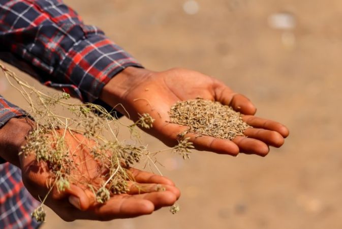 Adulterated Cumin Seeds Racket Busted In Thane; Here’s How To Test If ...