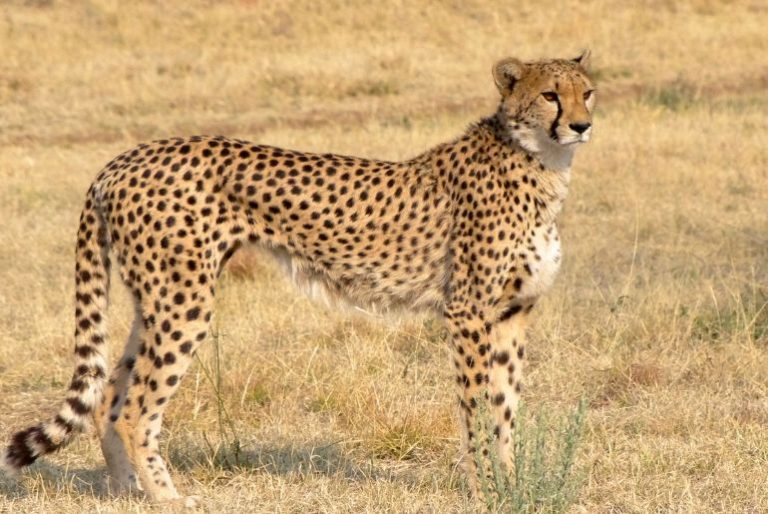 Septicemia Kills 4 Cheetahs Brought To India From Africa; Here's All ...
