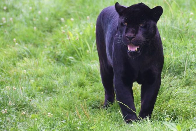 The Mysterious Black Panther Of MP's Pench Spotted For The First Time ...
