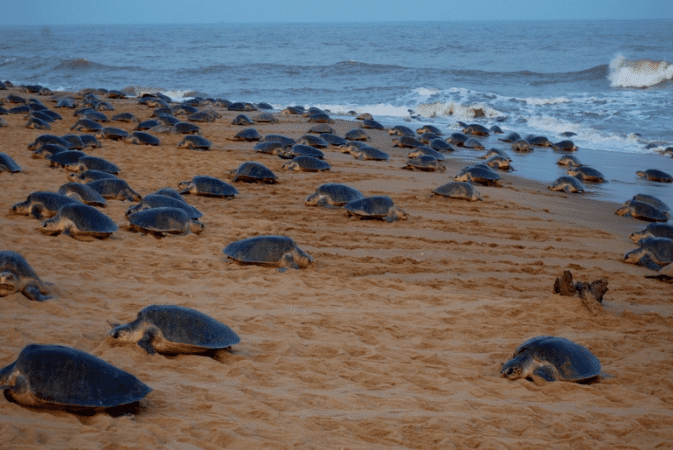 From Goa To Odisha, 8 Places To Watch Turtle Hatchlings In India