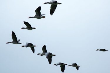 Birds In Assam’s Jatinga Valley Don’t ‘Commit Suicide’; Here’s The ...