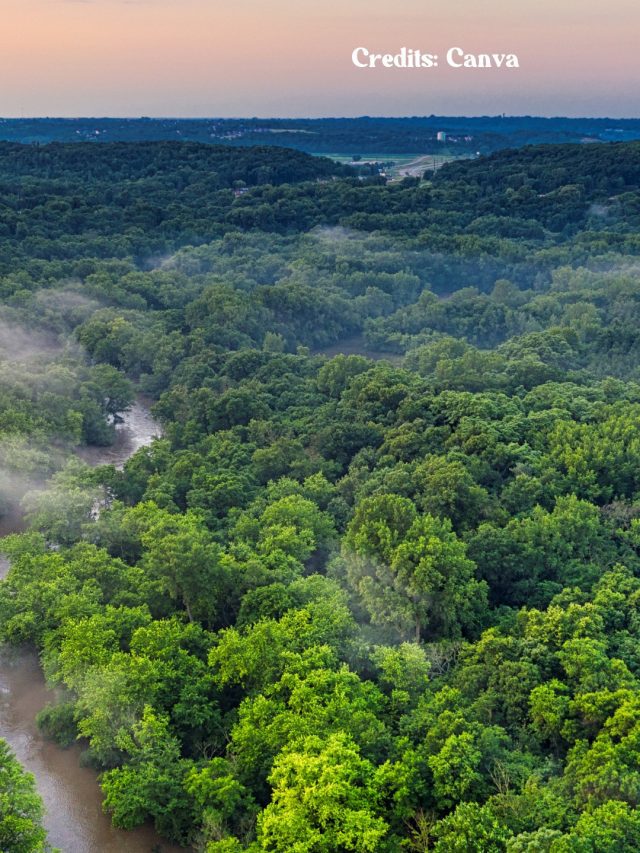 8 Most Dense Forests In The World