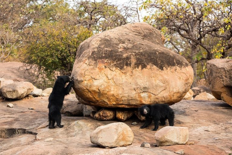 Home To 150 Sloth Bears, Karnataka Has India's And Asia's First-Ever ...