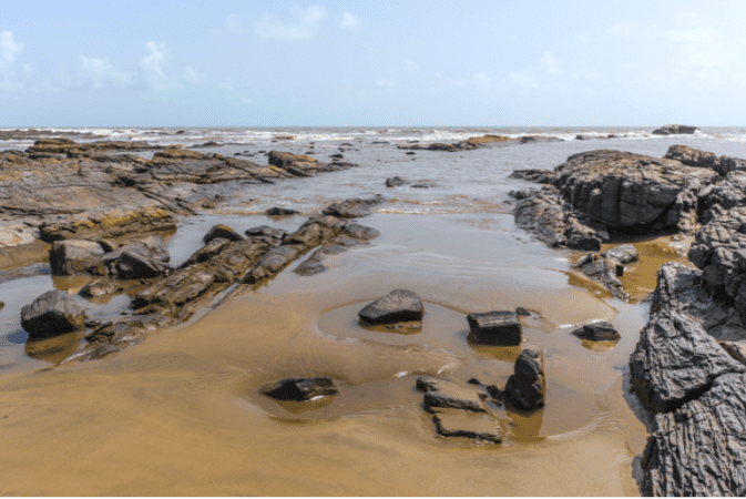 From Goa To Odisha, 8 Places To Watch Turtle Hatchlings In India