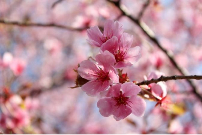 Apricot Blossom Festival 2024: Here’s All About The Dates, Timings ...