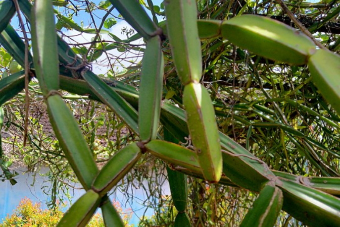 What Is Nalleru Pachadi? All About The Tangy Telugu Treat Made From A ...