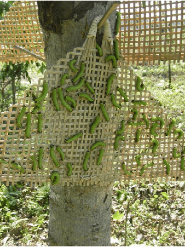 6 Interesting Tribal Food Items In India