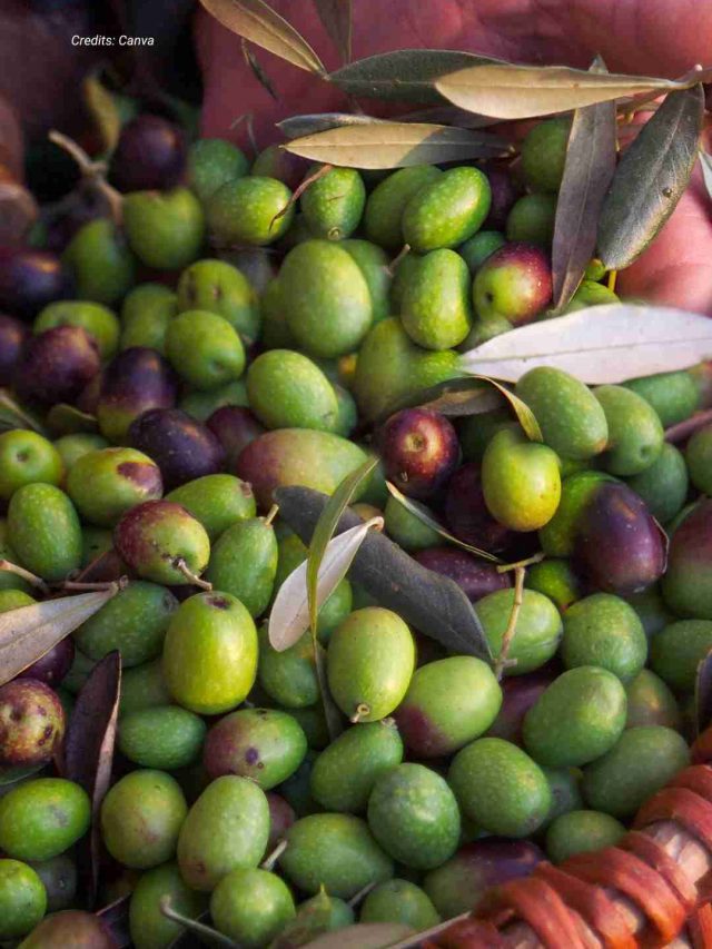 Love Olives? These Are The Top 10 Olives-Producing Countries In The World