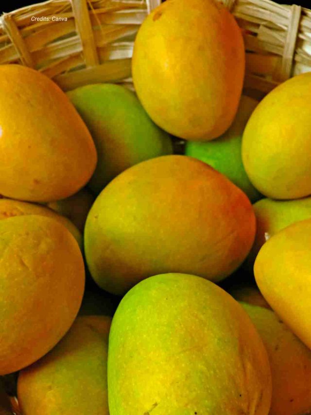 It’s Mango Season & Here Are 8 Popular Mango Varieties One Must Try In ...