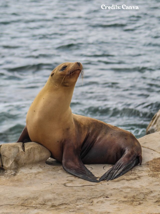 8 Best Places In The World To Spot Seals
