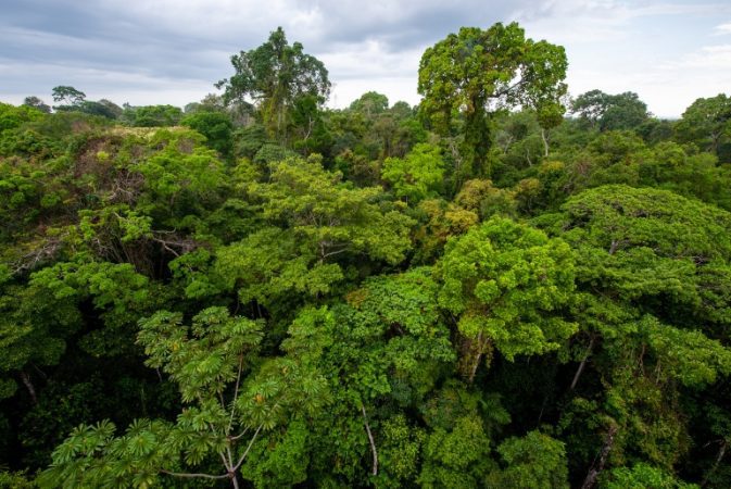 Is The World's Largest Rainforest Natural One Or Man-Made? Delve Deeper ...