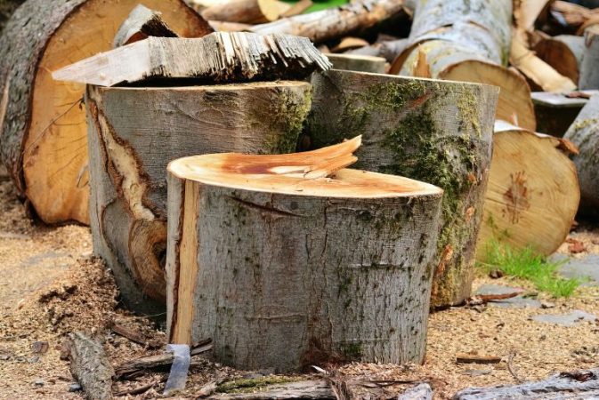 Mumbai: 41 Trees Poisoned, Cut In Ghatkopar Along Eastern Express ...