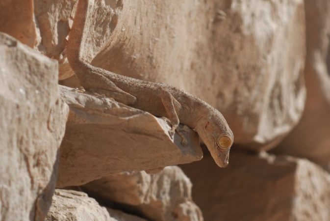 MoCCAE Recognises These 9 Key Biodiversity Areas In The UAE; Details Inside