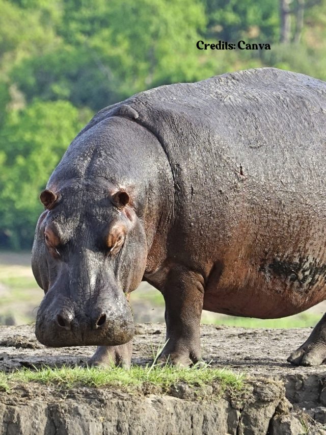 8 Best Places In The World To Spot Hippos