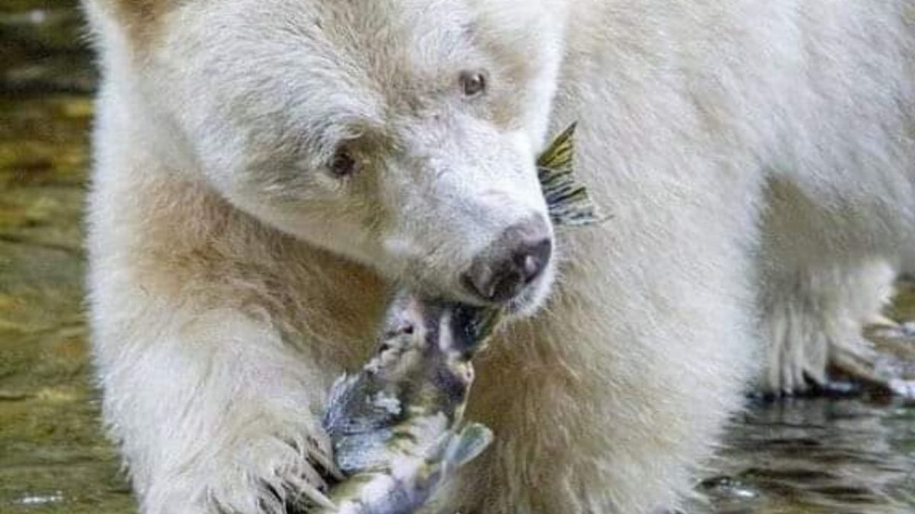 Oso Grizzly Albino Graban Por Primera Vez En Cuatro Años Al único