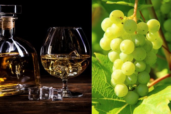 Tequila From Agave, Vodka From Potatoes, Discover The Fascinating ...