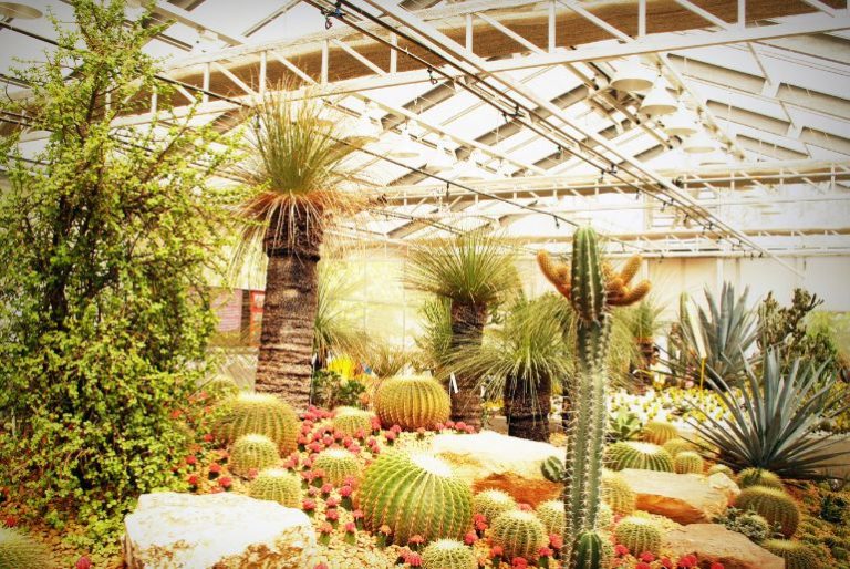 Come September, Delhi To Get Its First Cactus Garden; Details Here