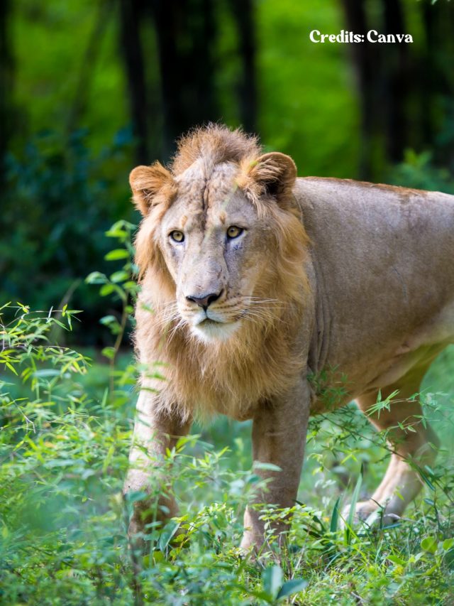 From Kashmir Stags To Asiatic Lions, 8 Animals You Can Only Find In India