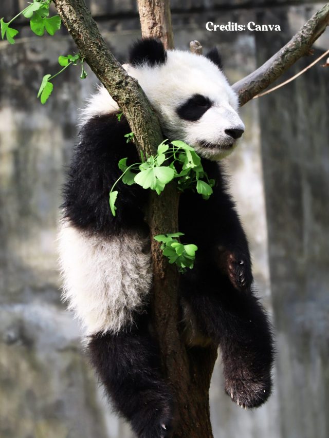 8 Best Places In The World To Spot Pandas