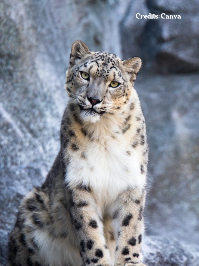 8 Best Places In The World To Find Snow Leopards