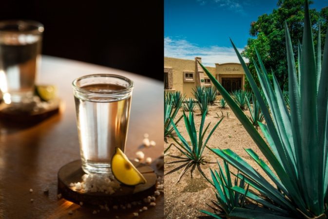 Tequila From Agave, Vodka From Potatoes, Discover The Fascinating ...