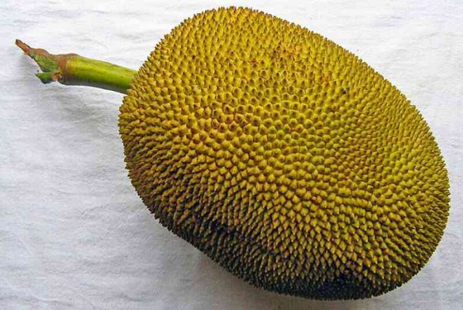 Bengal Man Discovers Reddish, Underground Jackfruit Weighing 8 Kg In ...
