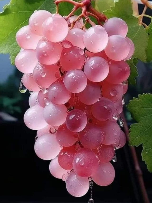 Japanese Koshu Grapes: What Are They & What Makes Them So Unique?