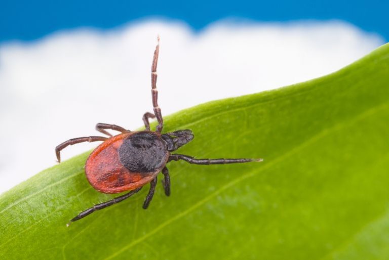 Babesiosis Infections Are Increasing In The US; From Symptoms To ...
