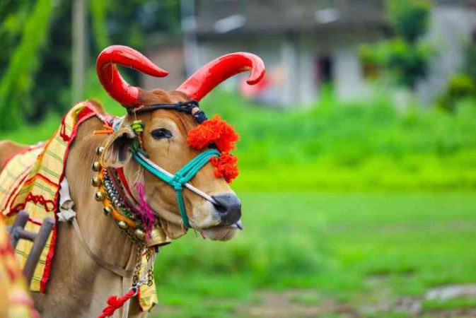 Bail Pola Festival 2024: Date, Significance For Farmers, Rituals & All ...