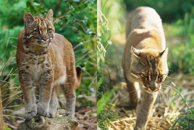 Rare Asiatic Golden Cat Spotted In Assam’s Manas National Park; Makes A ...