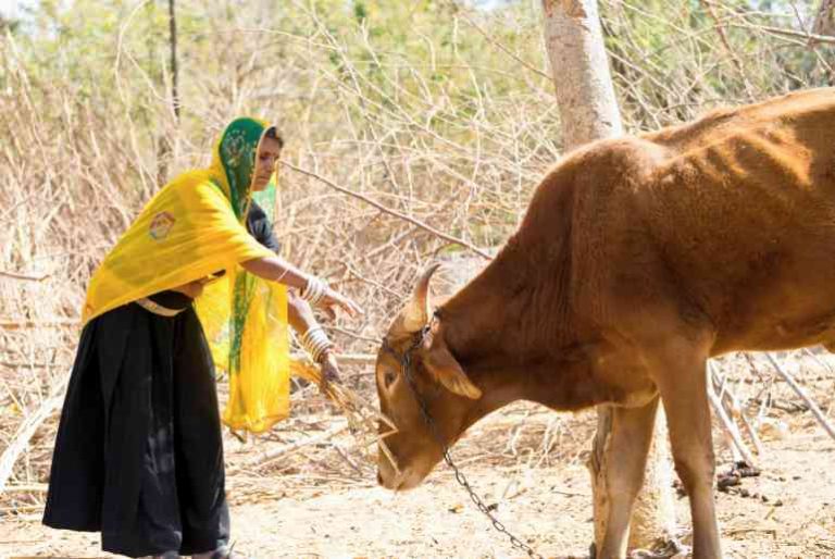 What Is Devari Festival That Is Widely Celebrated In Chhattisgarh & How ...