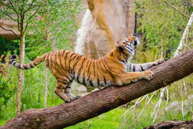 Odisha’s Similipal Tiger Reserve Reopens For Tourists After 4 Months Of ...