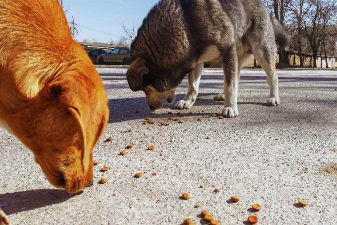 Over 1000 Stray Dogs In Bengaluru Are Fed Daily Thanks To BBMP's New ...